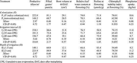Effect Of Piriformospora Indica Colonization On Yield Attributes Root Download Scientific
