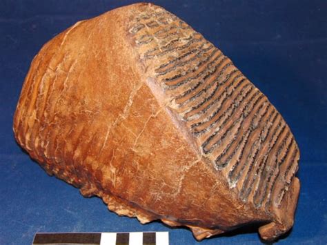 Mammuthus Primigenius Member Collections The Fossil Forum