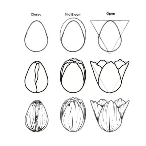 Procreate App On Instagram Learn How To Draw Tulips Step By Step With Homegrownart Mb