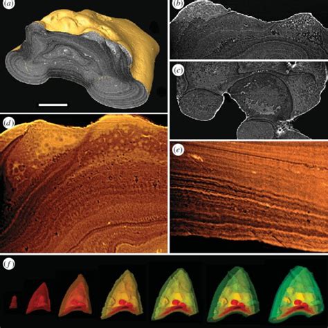Pdf Histology And Affinity Of Anaspids And The Early Evolution Of The Vertebrate Dermal Skeleton