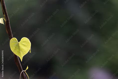 Romantic Tree Shape With Heart Shaped Leaves Green Leaf Heart Shape Stock Photo Adobe Stock