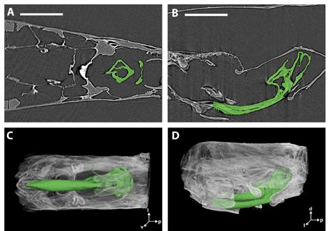 Virtual Sections And Volume Rendering With Micro Ct Reconstruction Of Download Scientific