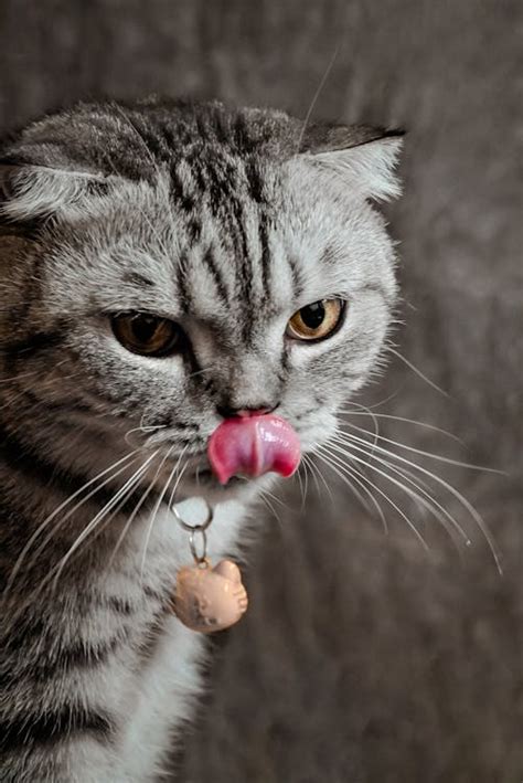 국내 스코티시 폴드 고양이의 클로즈업 · 무료 스톡 사진