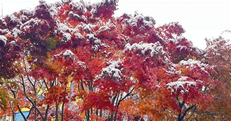 기괴한 풍경” 빨간 단풍에 폭설미친 날씨 어떡해 지구 뭐래