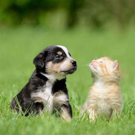 მე მიყვარს ცხოველები Tbilisi