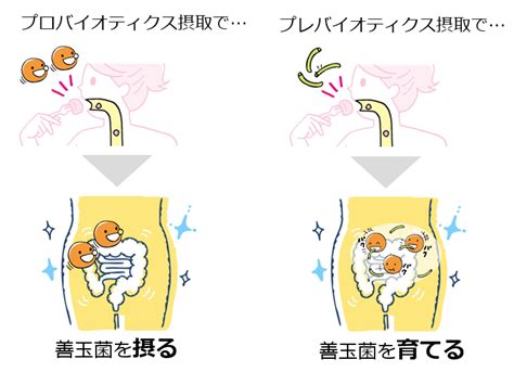 効率的に善玉菌を増やす！腸内フローラを”育てる”方法 グアー豆食物繊維