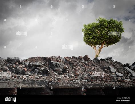 Conceptual Image Of Green Tree Standing On Ruins Stock Photo Alamy