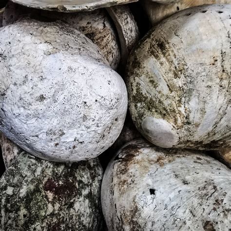 Green Lip Abalone Shell