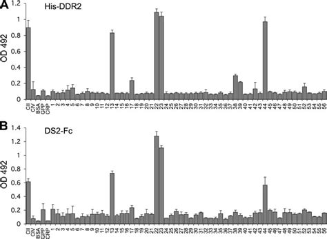 Identification Of Ddr2 Binding Sites On Collagen Ii Binding Of