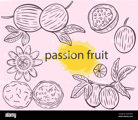 Passion Fruit Sketch Set Vector Illustration Stock Vector Image And Art