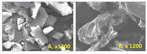 Sem Illustration Showing The Pre Gelatinized Starch From Drum Drying Download Scientific Diagram