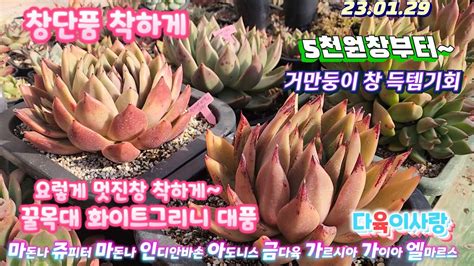 다육이사랑4탄창단품창5천원짤부터멋진창들 넘많아요인디안바손가이야마돈나쥬피터가르시아엘마르스까르띠에88마리아금로제 Youtube