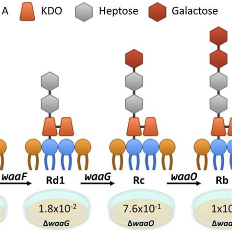 Evolution Of Phage T7 In The Presence Of Six Strains T7 Phage Was