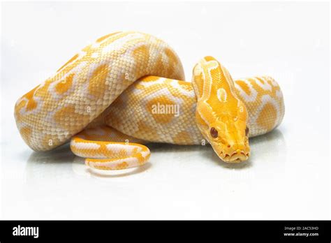 Albino Burmese Python Python Molurus Bivittatus Isolated On White