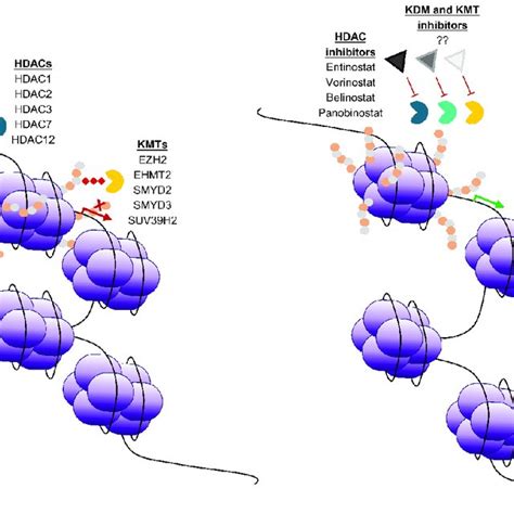 Histone Modifying Enzymes And Epigenetic Drugs In Gynaecological