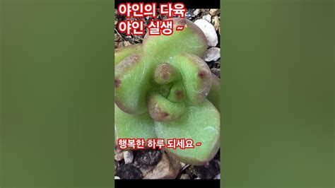 덥지만 오늘도 화이팅 하세요 ~ 이찬원 파종이 실생 다육 다유기 다육이 다육식물 반려식물 다육판매 다육이판매 다육이키우기 다육인스타그램 매혹이 청주