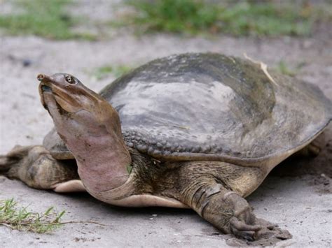 Snapping Turtle Eggs And Their Journey From Nest To Nature All Turtles
