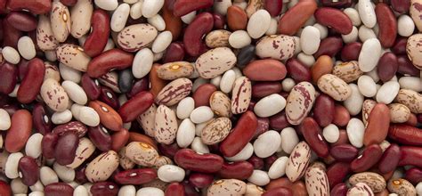 Dry Bean Varieties Michigan Beans