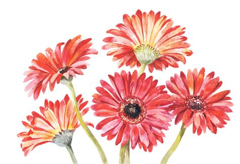 레드 Gerbera 워터컬러 일러스트레이션 손으로 그리기 부케 5개 레드 플라워 거베라데이지에 대한 스톡 벡터 아트 및 기타