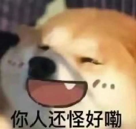 可爱狗狗眯眼咧嘴笑，配文“你人还怪好嘞”，尽显俏皮可爱 表情包｜出身寒门不怕热表情包图片动图 求表情网 斗图从此不求人