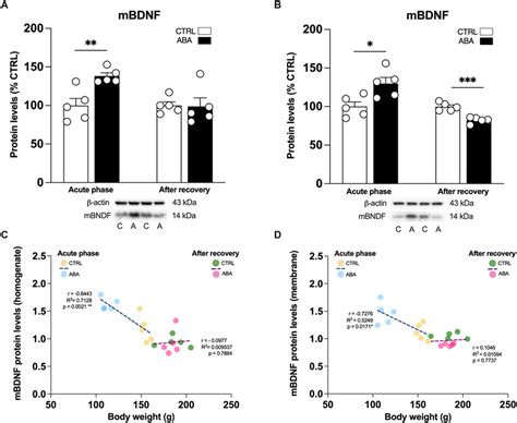 effects of the aba protocol on mbdnf protein levels in the amygdala