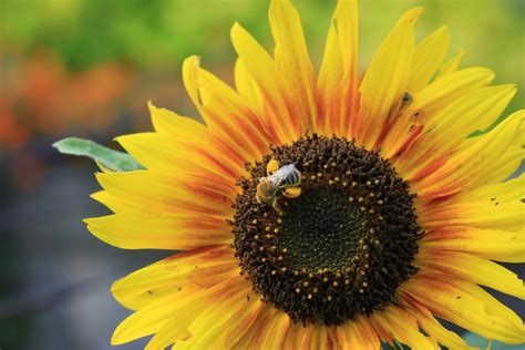 Streamlining Json Api Integration By Noah Bennett Jan 2025 Medium