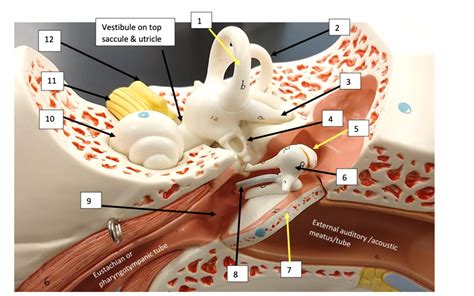 Inner Ear Diagram Quizlet Inner Ear Diagram Quizlet