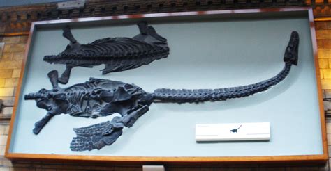 Fossil Named After Sir David Attenborough
