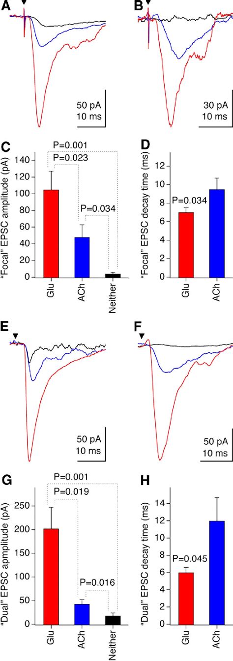 Figure 6 From Regulation Of Cholinergic Phenotype In Developing Neurons Semantic Scholar