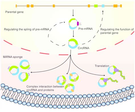 Circular Rna Structure
