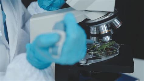 Plant Cell Microscope Stock Video Footage For Free Download