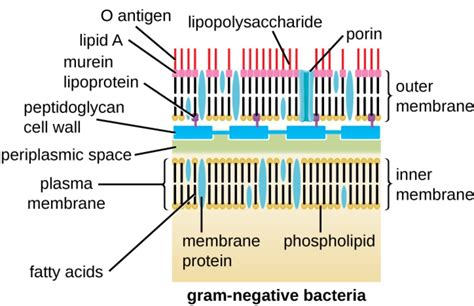 The Complex Anatomy Of Gram Negative Bacterial Cell Walls Anatomy Note