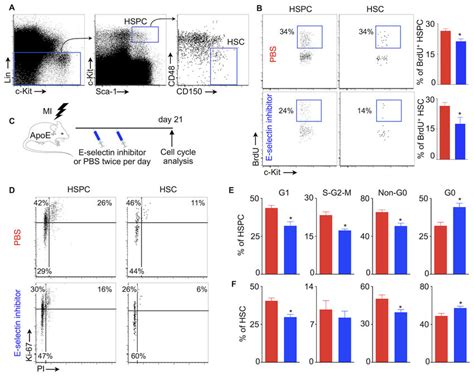 E Selectin Inhibition Decreases Splenic Hsc And Progenitor Download Scientific Diagram