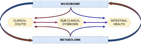 Oncogenes And Tumor Suppressor Genes Feedback Loop