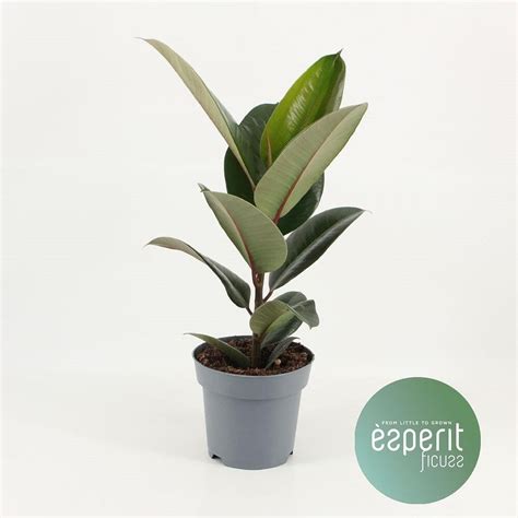 Ficus Elastica M14 40cm Ficus Elastica M14 40cm