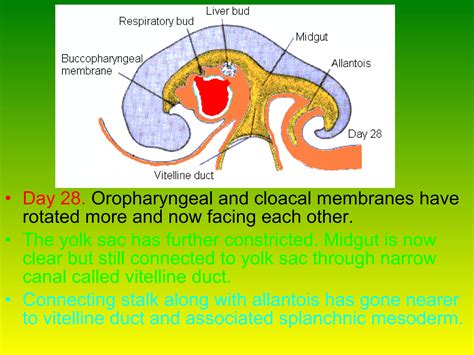 Folding Of Embryo Ppt