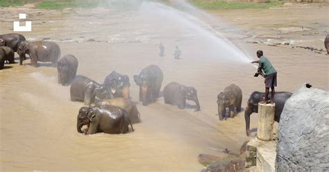 코끼리에 둘러싸인 바위 위에 서 있는 사람 사진 Unsplash의 무료 회색 이미지