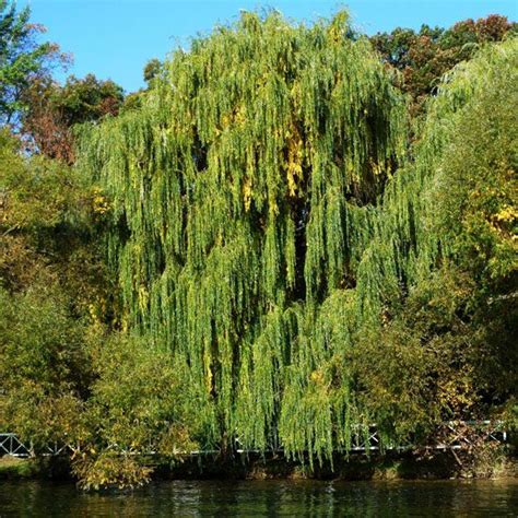 13 Weeping Trees That Will Add Visual Interest To Your Landscape