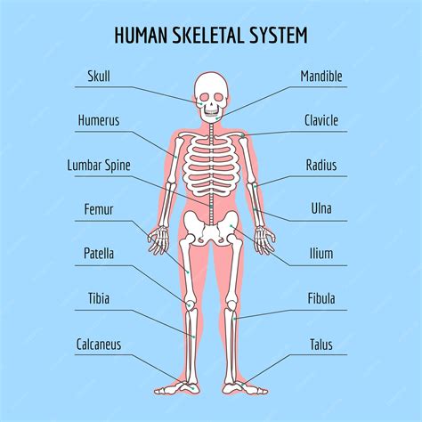 Skeletal System Labeled