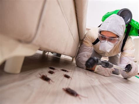 Cockroach Pest Control Shree Pest Control Services