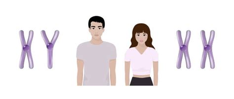 80 Chromosome Xy Stock Illustrations Royalty Free Vector Graphics And Clip Art Istock