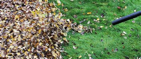 Leaf Removal New Smyrna Beach Port Orange And Ponce Inlet Fl Leafy