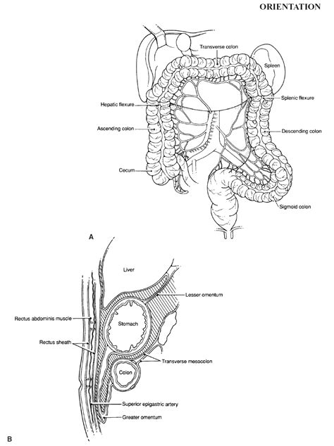 Loop Colostomy And Colostomy Closure Basicmedical Key