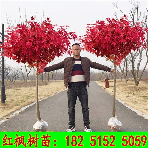 红枫树种植技术 红枫树栽培与管理技术 红枫树苗的栽培 大山谷图库