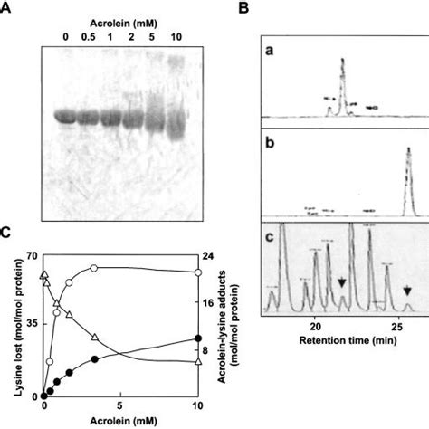 Formation Of Acrolein Lysine Condensation Adducts In The Download