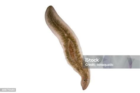 Cacing Pipih Planaria Di Bawah Tampilan Mikroskop Foto Stok Unduh