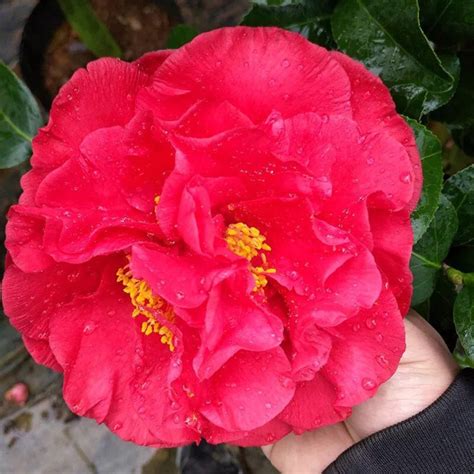 山茶花克瑞墨 克瑞墨茶花好养吗 山茶花花语 大山谷图库
