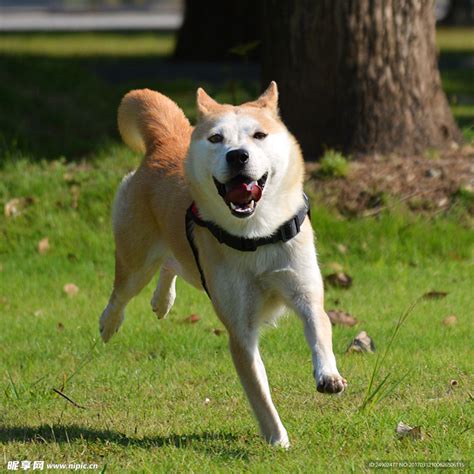 中华田园 犬摄影图 家禽家畜 生物世界 摄影图库 昵图网