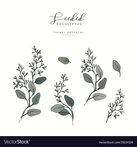 Seeded Eucalyptus Clipart