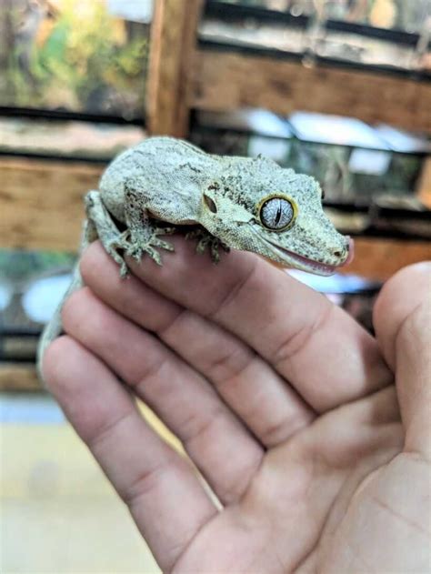 Домашние ящерицы: фото, виды, интересные факты, размеры, правила ...